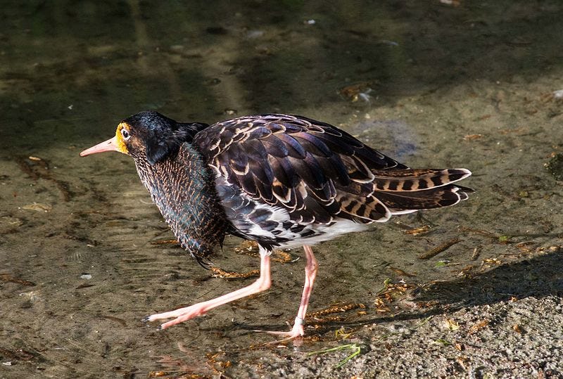 Ruff. A wading bird with a fascinating mating… | by John Welford | Aug ...