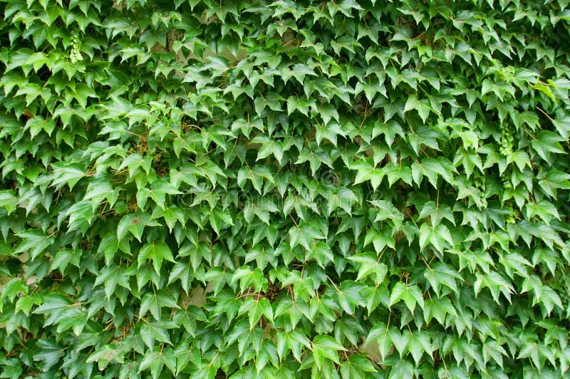 10 Fascinating Facts About Chipkali Bel Plant You Never Knew | by ...