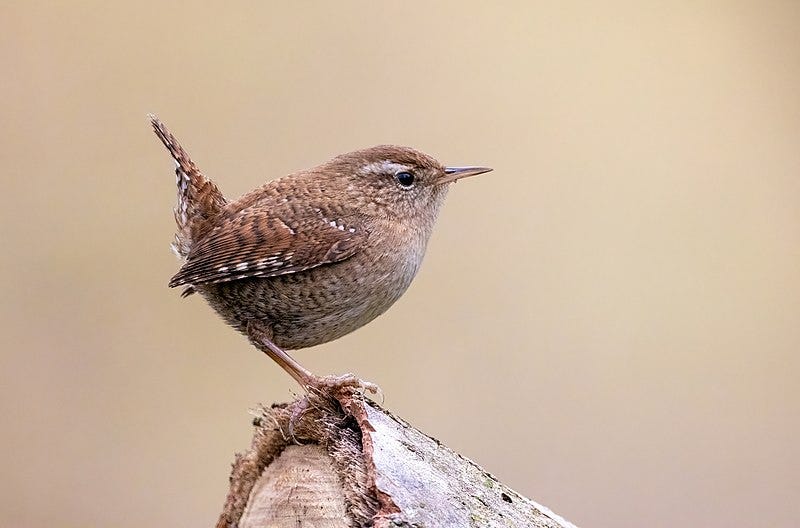Wren. A very small bird that prefers untidy… | by John Welford | Medium