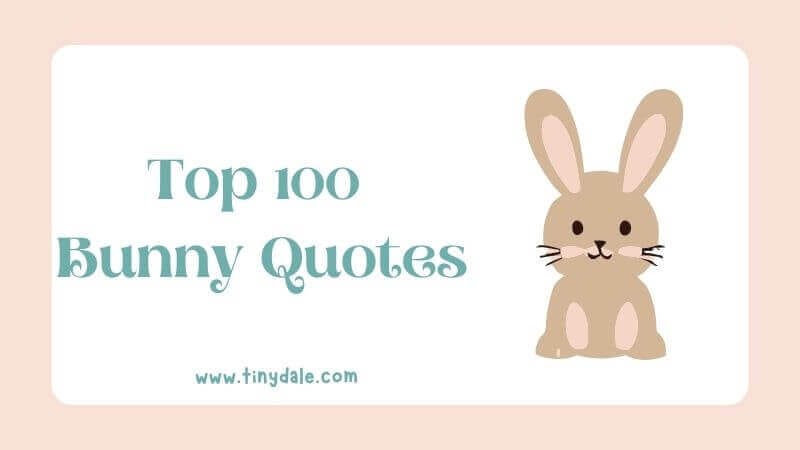 Top 100 Bunny Quotes, Books, Facts And Sayings! | by Mytinydale | Medium