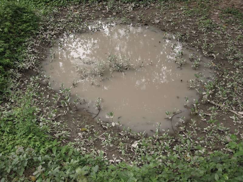 Splashing In Mud Puddles With The Sweet Girl By Dr Kwame Brown The Neighborhood