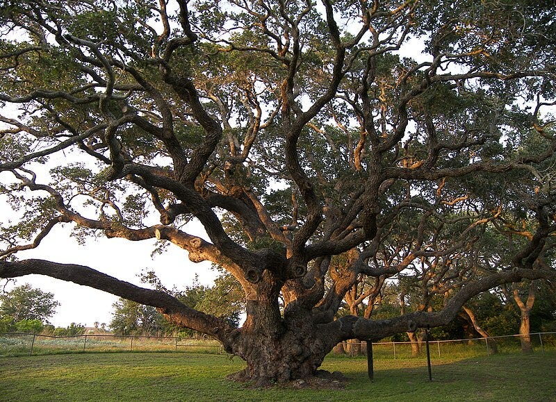 Tree Methods in Machine Learning. Decision trees, also known as tree ...