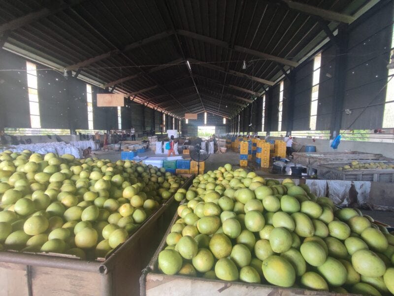 Davao Pomelo Magic: Unwrapping the Citrus Marvel - Kevinsamfajardo - Medium