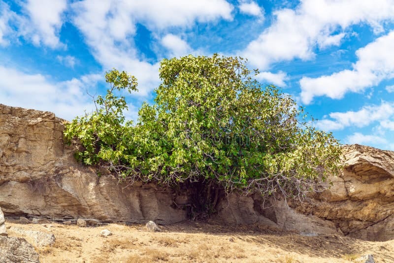 Figs and the Fig Tree. I was stumped when my friend asked me… | by ...