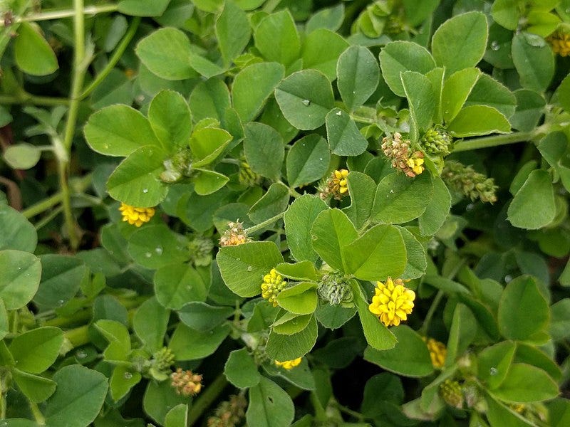 Black Medick. A wildflower that has black seedpods… | by John Welford ...