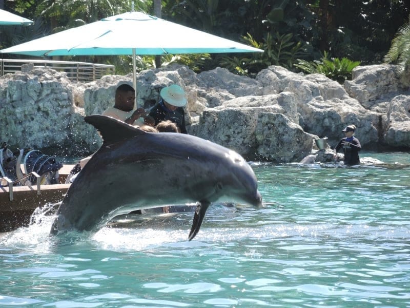 Diving into Distress: The Capture and Confinement of Sea Animals for ...