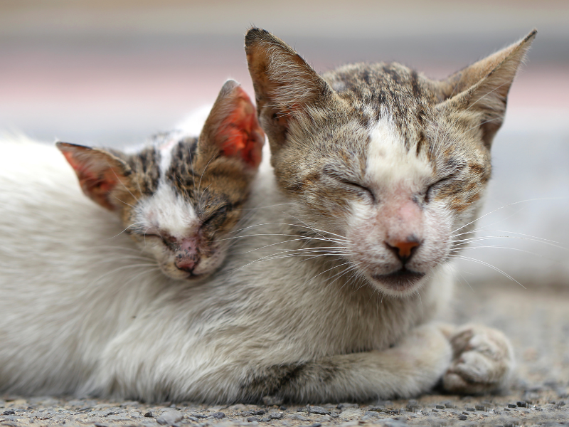 THE DARK SIDE OF ANIMAL “RESCUE” VIDEOS: ANIMAL CRUELTY | by Dr. WL ...
