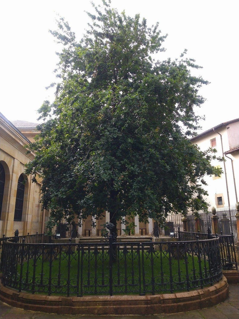 Meet the ‘Tree of Gernika’, a Symbol of Autonomy | by Yuri Minamide ...