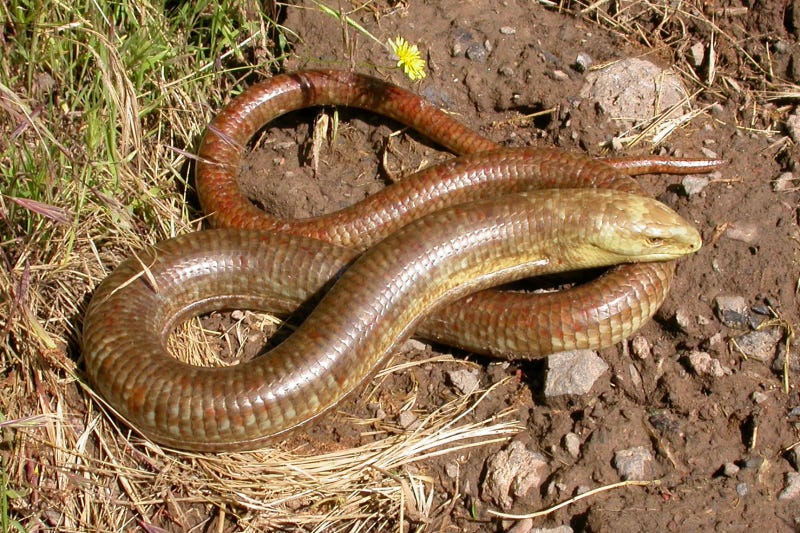 Lizard That Looks Like A Snake With Legs