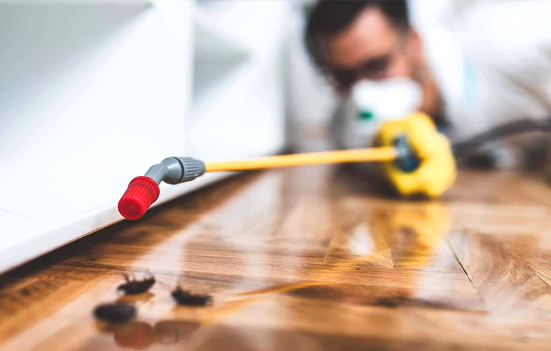 Pest Prevention and the Methods of Pest Control - Artistwork - Medium