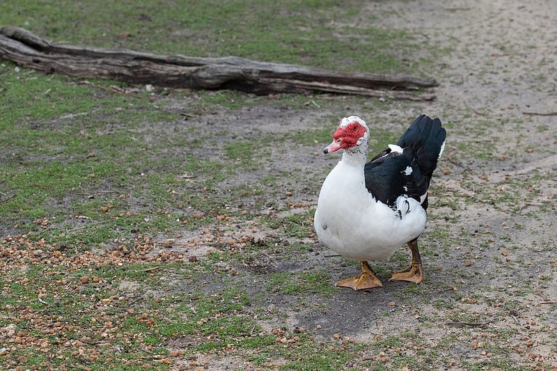 Tim. A Brief Tale of a Duck With a Bum Leg | by Kelly Leigh Moran | Medium