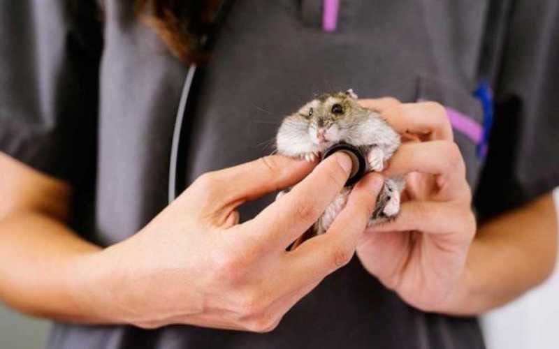 Constipated Hamster. Every living thing has to excrete the… | by Amy ...
