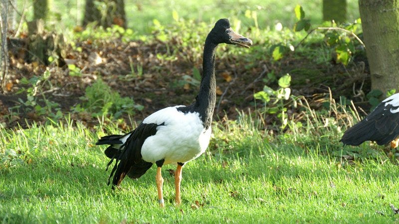 Magpie Goose. A “living fossil” found on tropical… | by John Welford ...