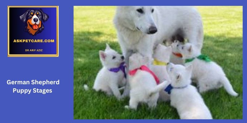 German Shepherd Puppy Stages by Month: Dr 99 Practically Proven Tips - Dr.Arif Aziz - Medium