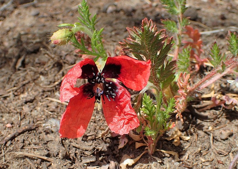 Prickly Poppy. A poppy that grows in sandy soils. Its… | by John ...