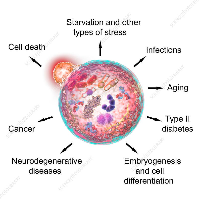 What Is Autophagy? | Benefits of Autophagy | What Triggers Autophagy ... What Is Autophagy? | Benefits of Autophagy | What Triggers Autophagy ...