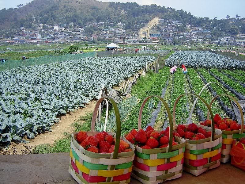 Pagbili ng Baguio Strawberry sa Pilipinas: Isang Kakaibang Karanasan ...