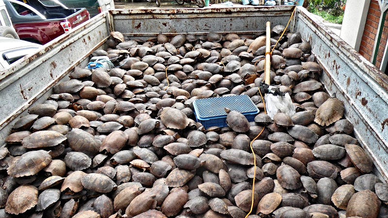 The Odd World of the Black Market Turtle Trade | by Todde Allen ...