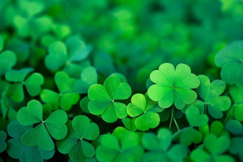 Discover the Luck Behind Four-Leaf Clovers and What to Do When You Find ...