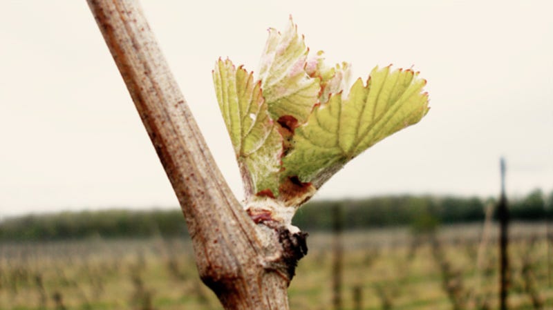 Barcelona Wine Tasting Newsletter: March 2017 | by Fintan Kerr | Medium