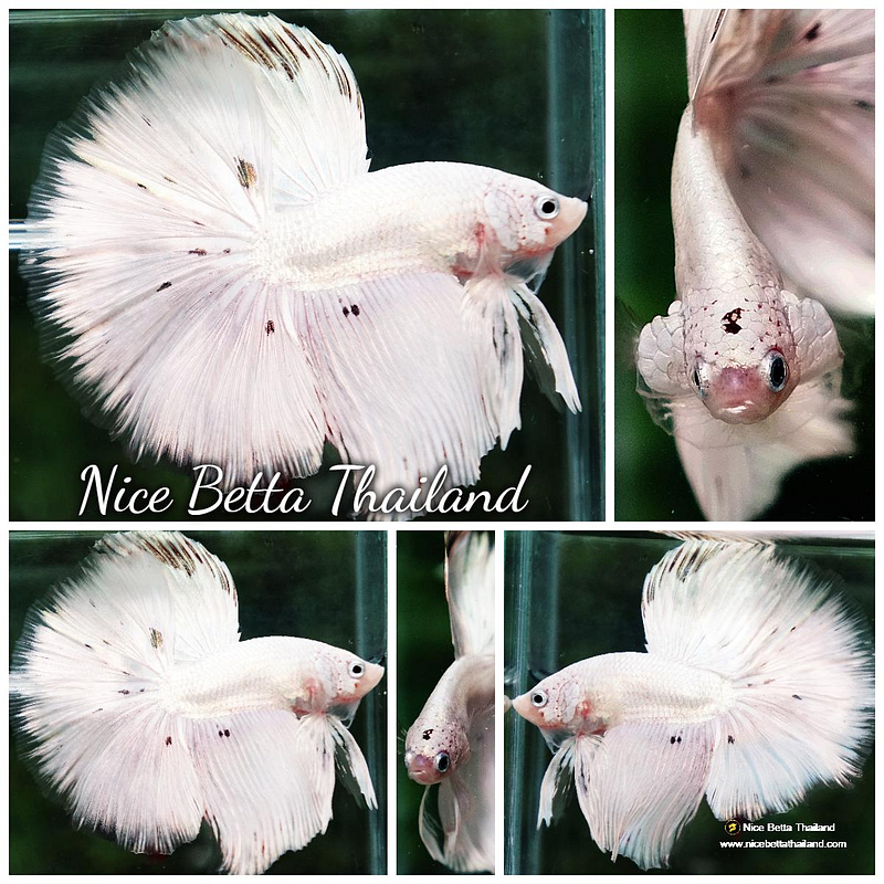 How interesting about Betta fish. Betta fish, also known as Siamese ...