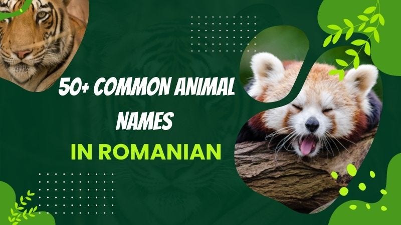 50+ Common Animal Names In Romanian: Your #1 Best Guide! | by Ling ...