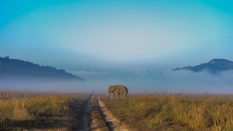 Wilderness Wonders: Top 5 National Parks in India | Medium