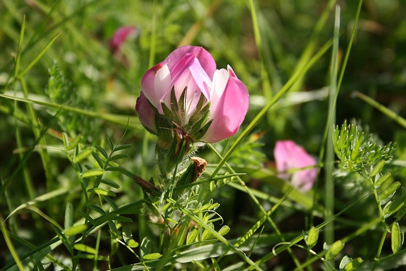 Common Restharrow. A plant that used to be a nuisance to… | by John ...