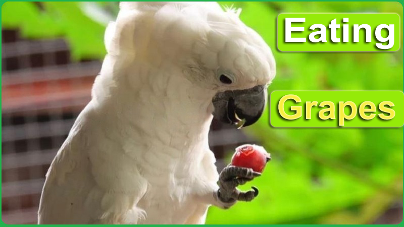 Can Cockatoos Eat Grapes? What You Need to Know | by Amelia Kosh ...