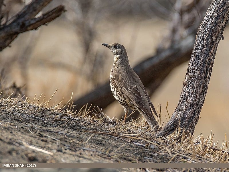 The Darkling Thrush: A Poem by Thomas Hardy | by John Welford | Poetry ...