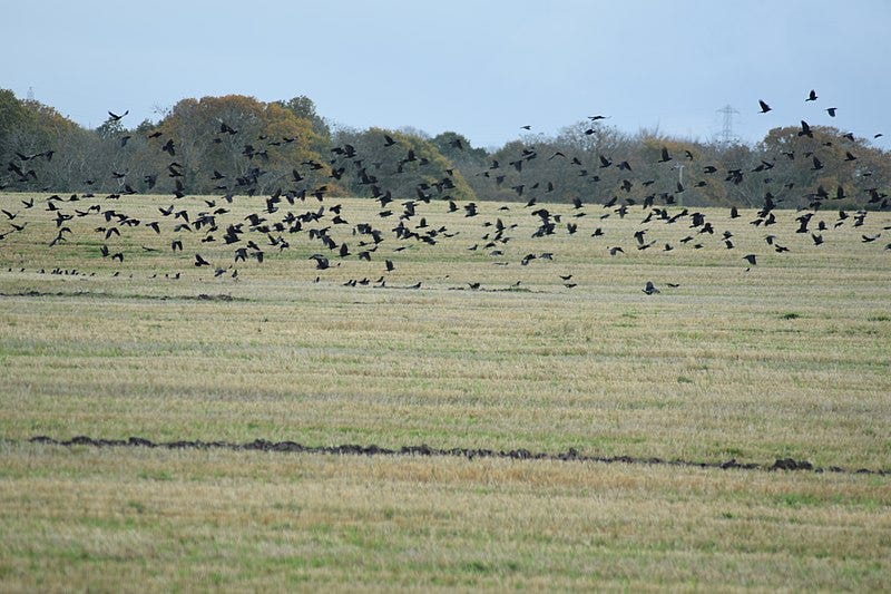 The Rooks Have Gone. A Poem | by John Welford | Medium