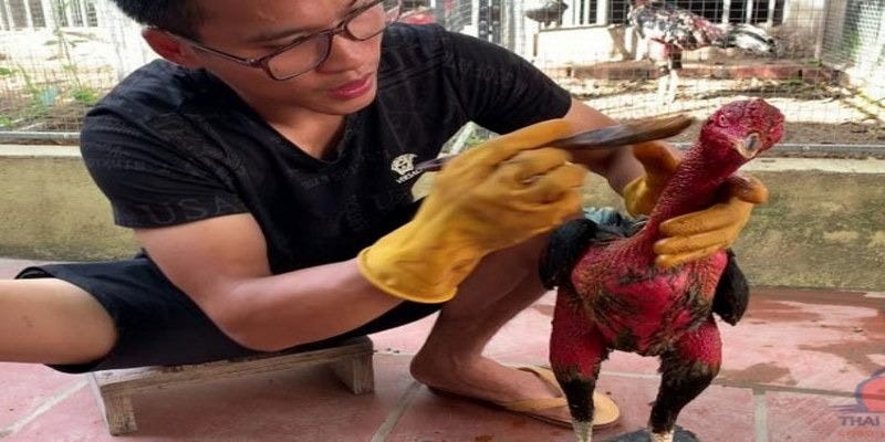 Cach vao nghe cho ga choi. Cách vào nghệ cho gà chọi hiệu quả! Anh ...