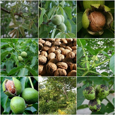 How Do Walnuts Grow