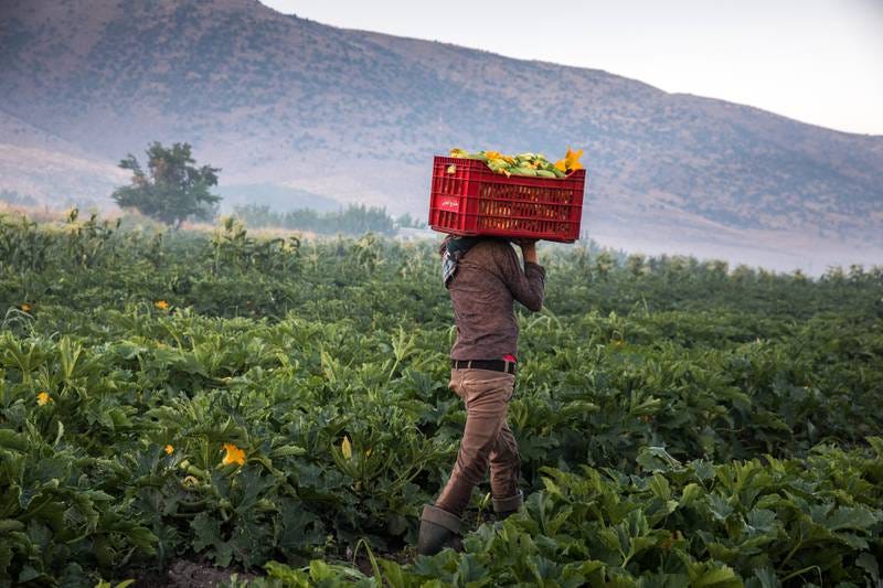 Lebanon’s Agriculture Sector Receives Much-Needed Boost with World Bank ...