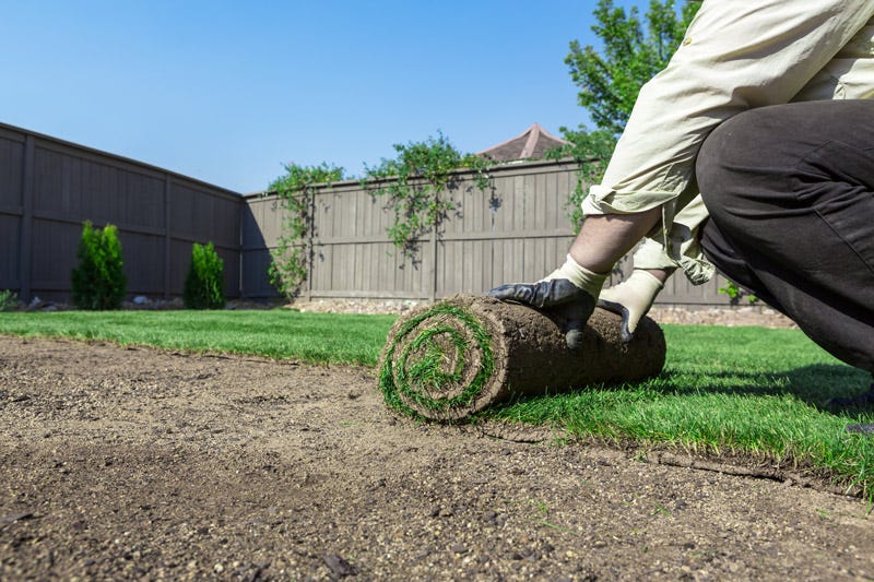 How To Install New Lawn Sod Grass In 6 Easy Steps By My Landscapers Medium