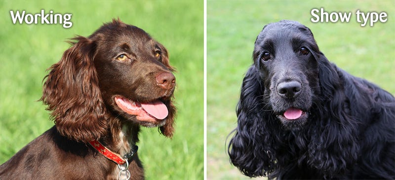What is the difference between Cocker Spaniel and working cocker ...