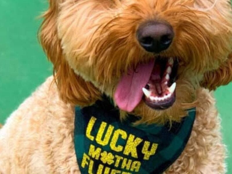 Can Dogs eat Salsa?-Salsa for a dog’s. | by Shili Imed | Medium