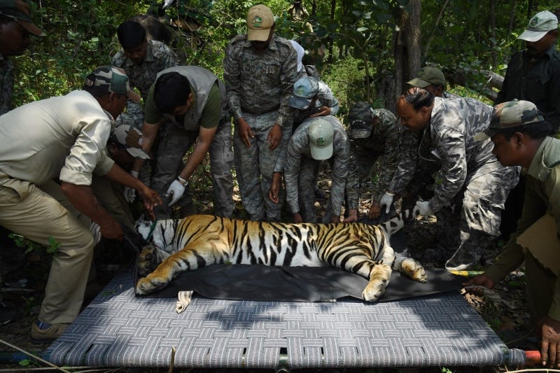 Translocating Tigers To Satkosia. At the onset i must apologize for my ...