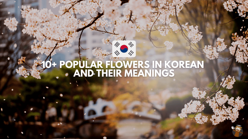 10+ Popular Flowers In Korean And Their Meanings | by Ling Learn ...