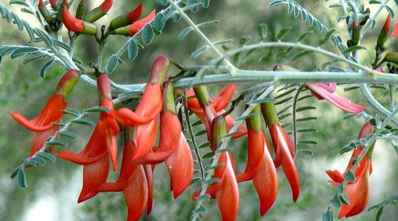 The rise of traditional medicine and its steady replacement of ...