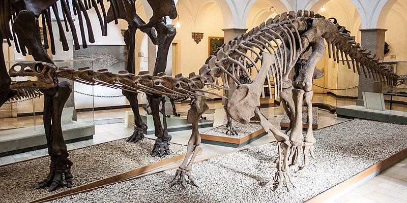 Riojasaurus Skeleton