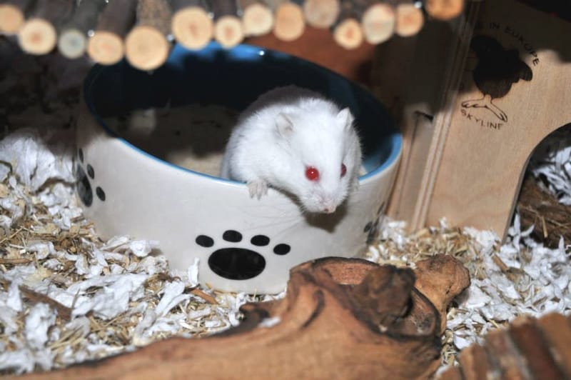 Is Roborovski a good pet? - Sweeny jane - Medium