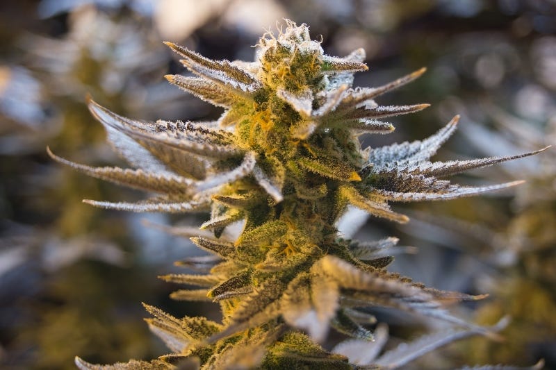 First time weed incident. This is the story of when I tried weed… | by ...