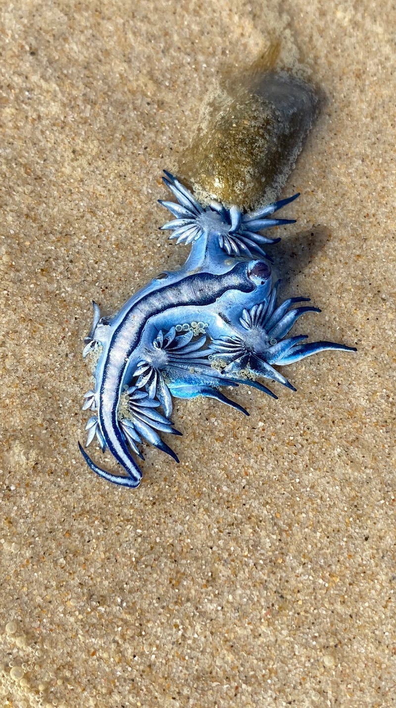 The Travelling Yogi Series Part Thirteen: Lessons from a Blue Dragon ...