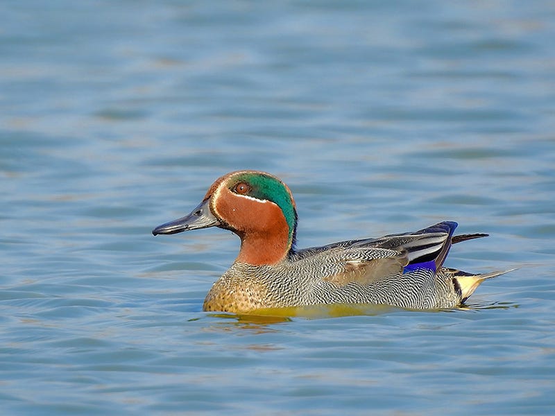 The greatest eyeliner a duck can have | by Zuzanna Żak | Gardening ...