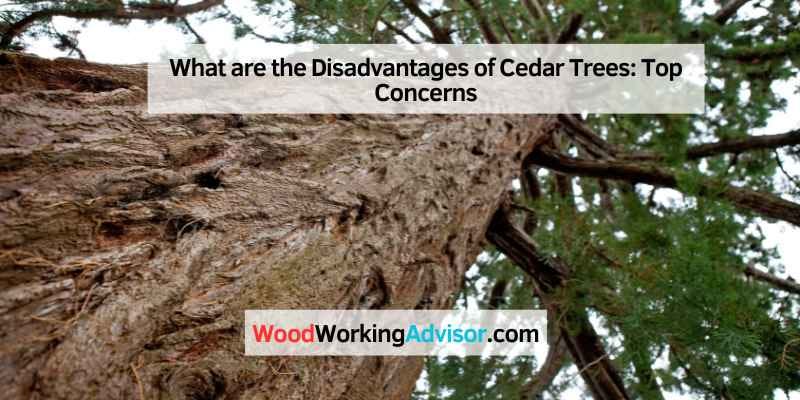 What are the Disadvantages of Cedar Trees: Top Concerns | by ...