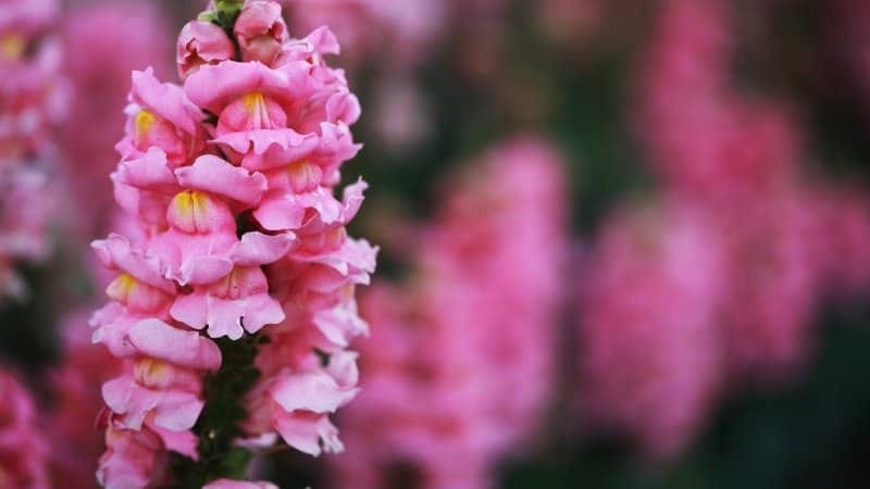 Pink Snapdragons: Plant Care & Growing Guide - Gardeners School - Medium
