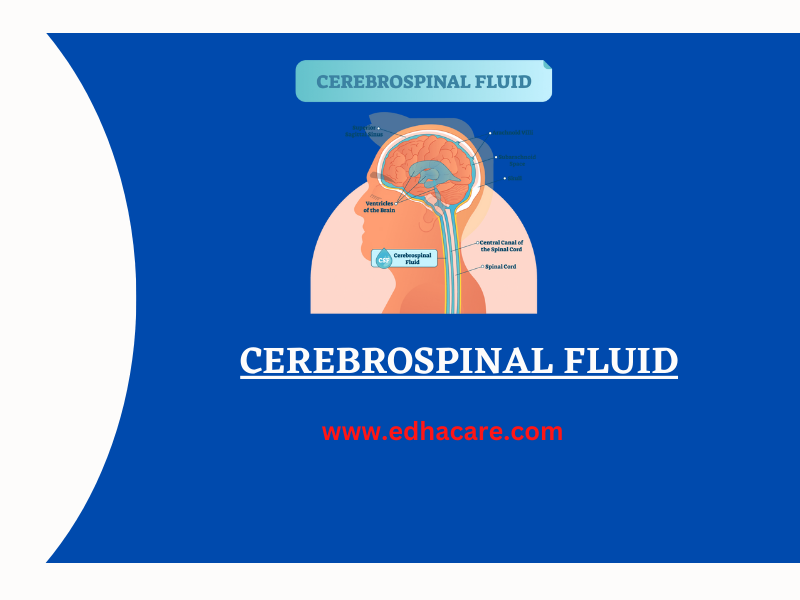 Cerebrospinal Fluid Leak Surgery Cost In India | by EdhaCare | Medium