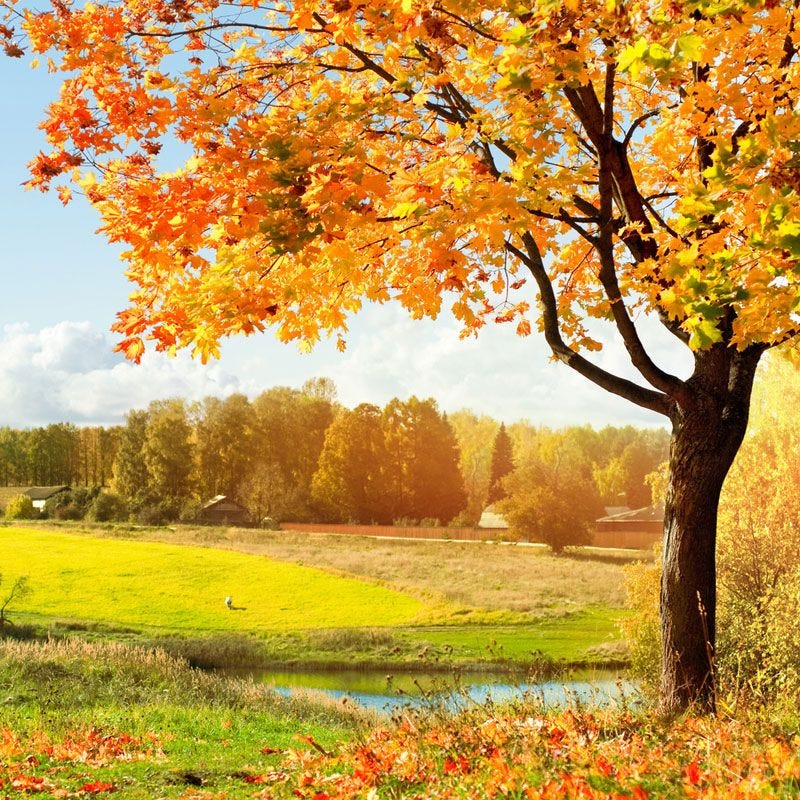 The Life Lesson from Trees in Fall | by Abinash Panda | Nov, 2025 | Medium