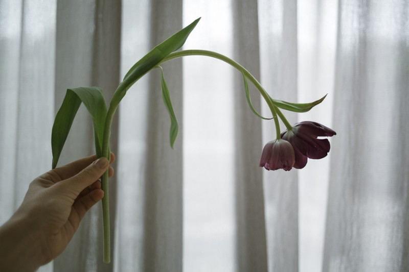 Homeless flower. Satisfying flower, | by Bianca Riggio | Medium